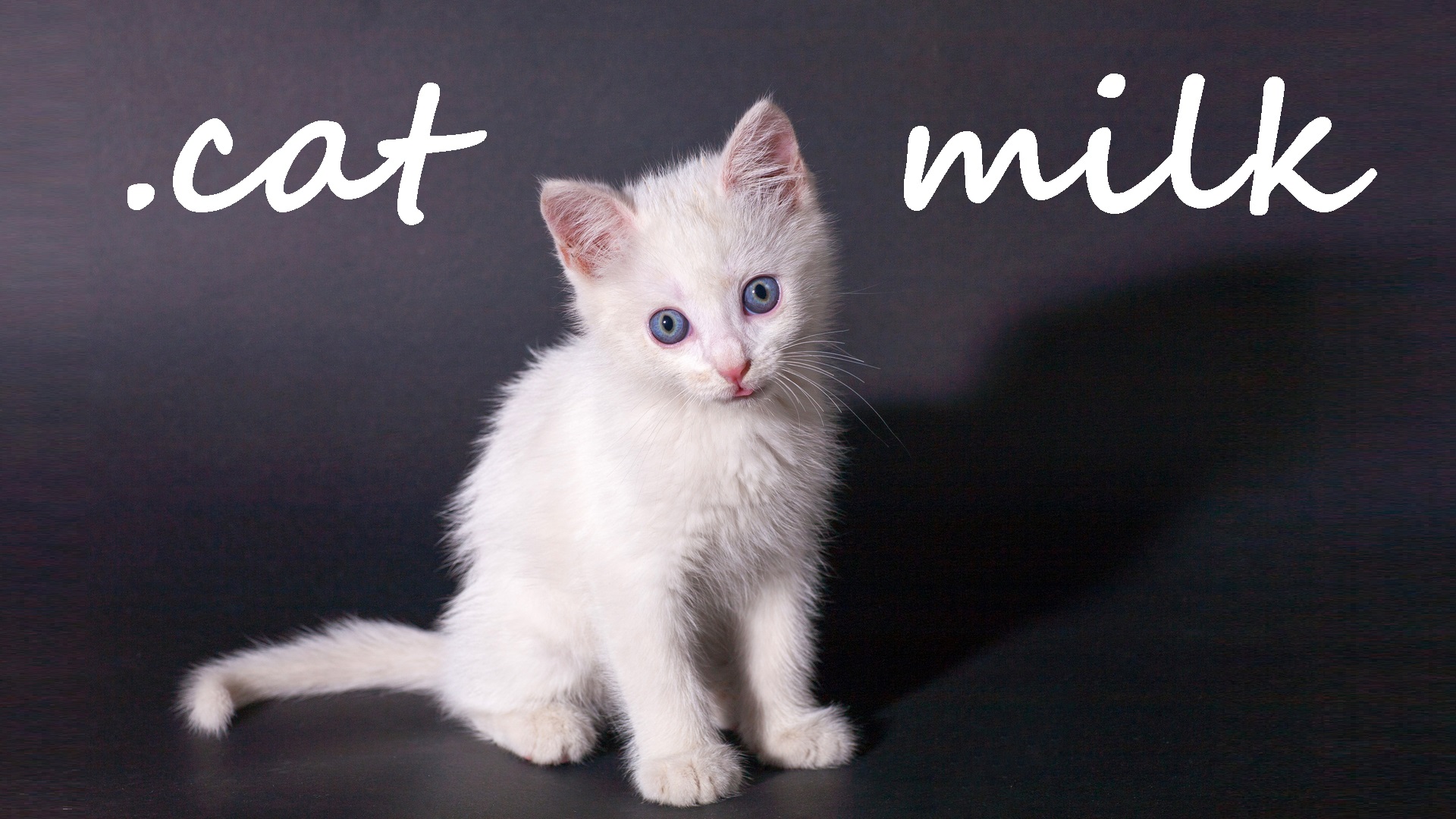 .cat Milk | My Nintendo Store（マイニンテンドーストア）